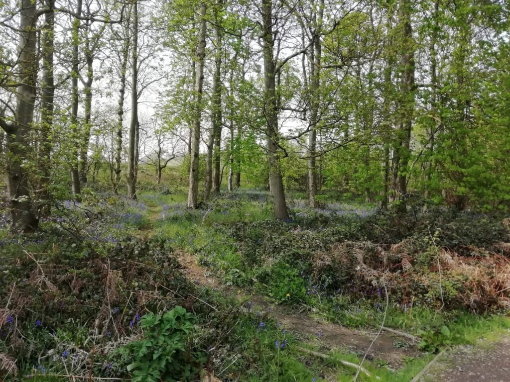 Deffer Wood and Cannon Hall Circular Walk (4km) - Muddy Boots Mummy
