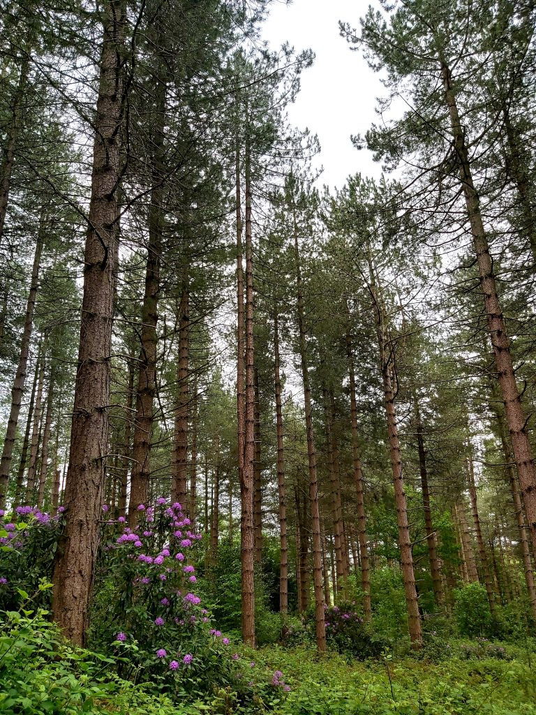 Deffer Wood and Cannon Hall Circular Walk (4km) - Muddy Boots Mummy