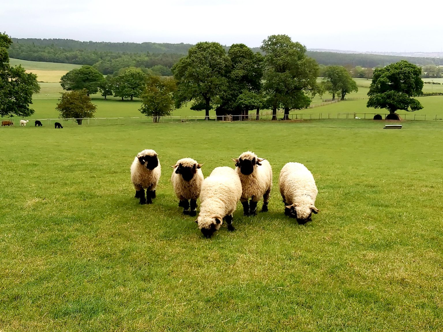 Deffer Wood and Cannon Hall Circular Walk (4km) - Muddy Boots Mummy