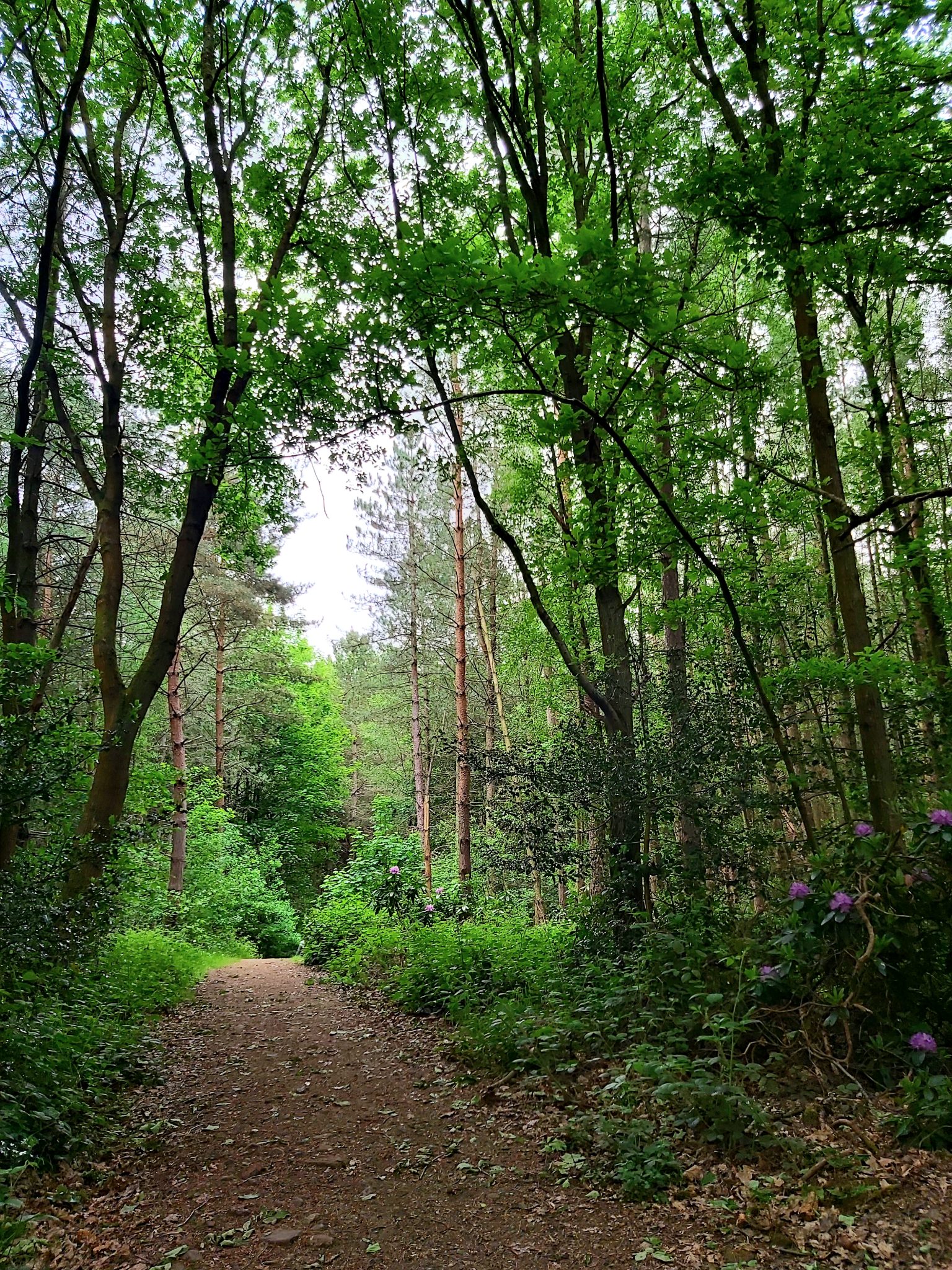 Deffer Wood and Cannon Hall Circular Walk (4km) - Muddy Boots Mummy