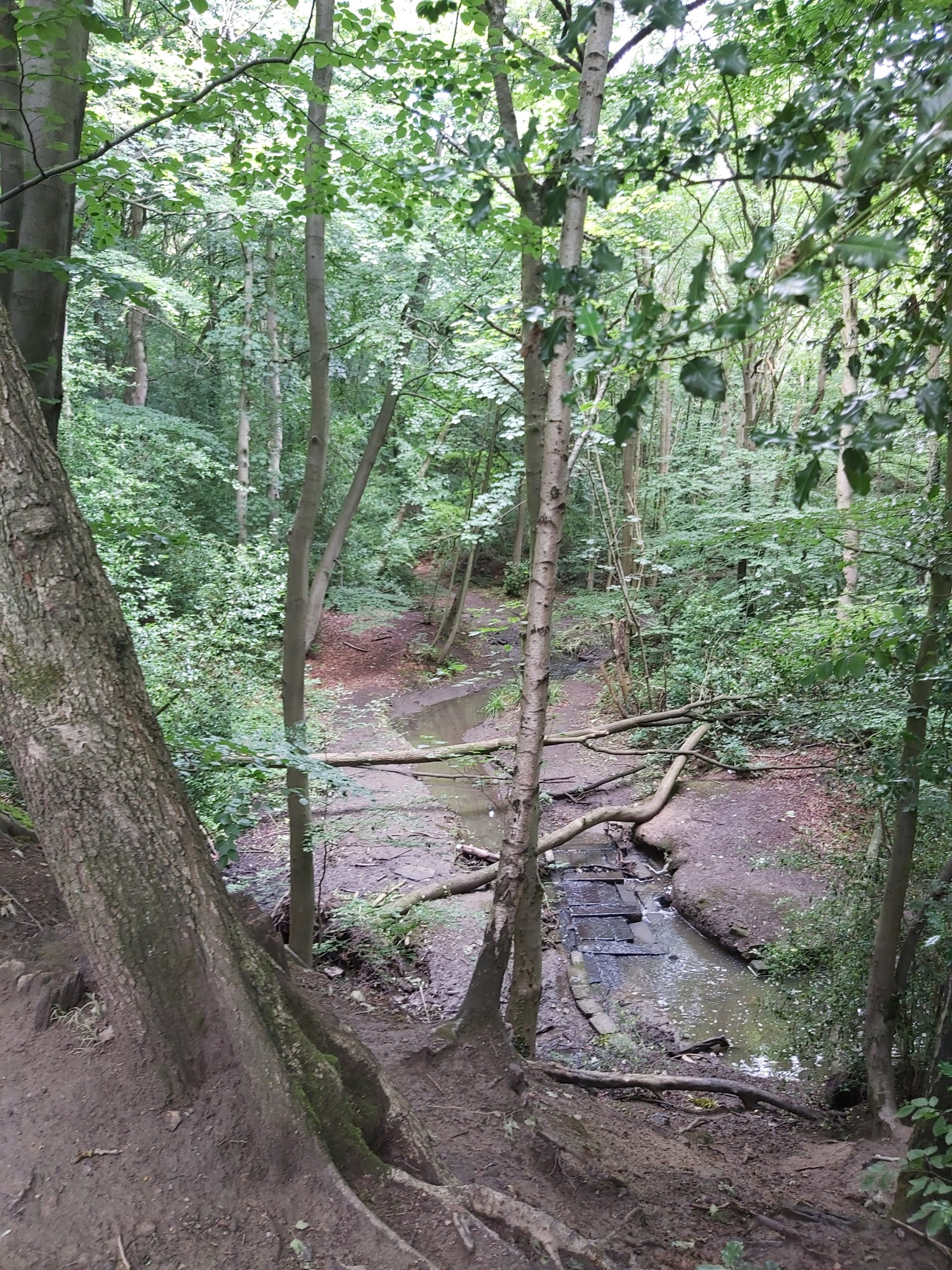 The Secret Gorge Walk at Roundhay Park, Leeds - Muddy Boots Mummy